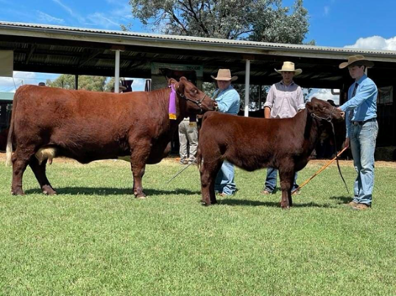 Barraba Show Cattle results - Barraba Community News