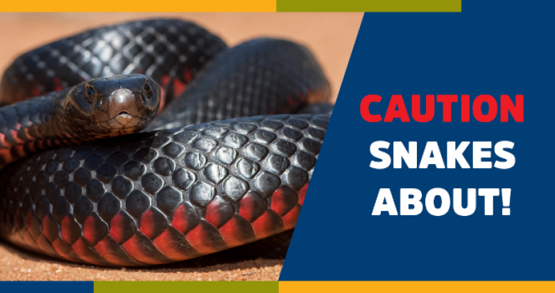 Will A Red Belly Black Snake Bite Kill A Dog