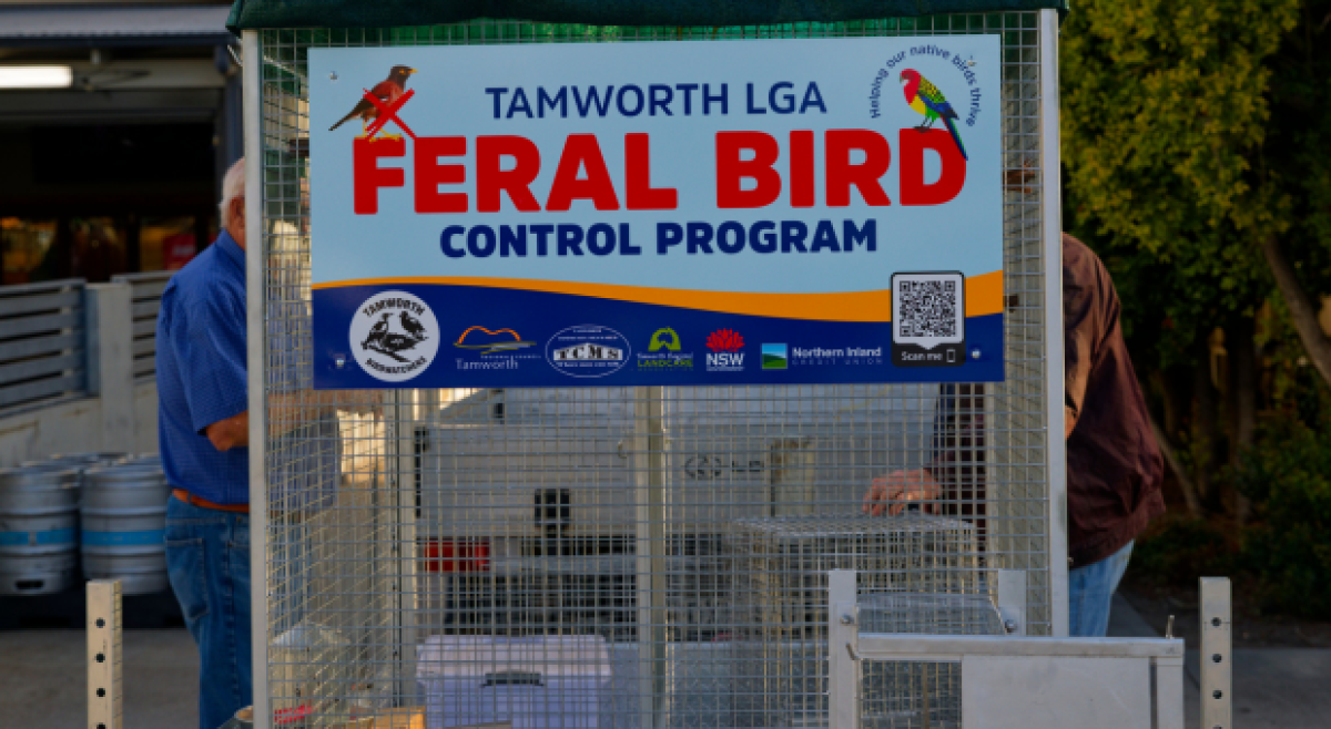 Flying Ferals - Barraba Community News